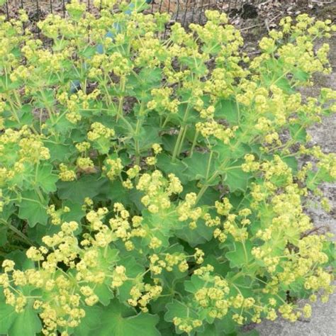 Arbore De Iudeea Gardenexpertro