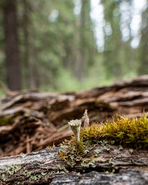 Pixie Cup Lichen Rgoblincore
