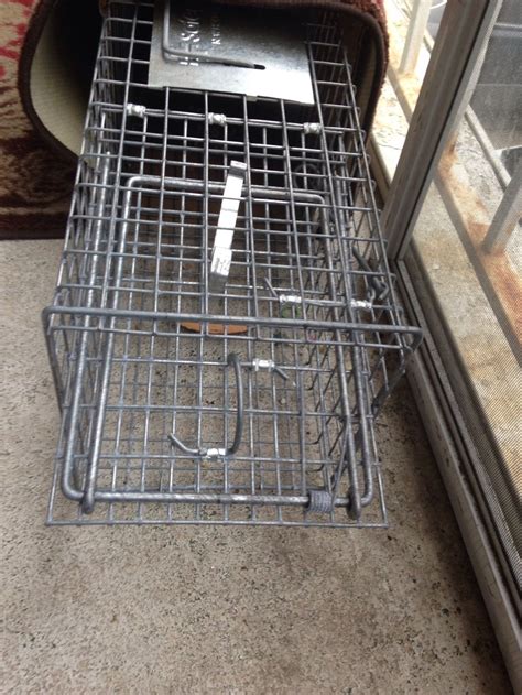 The 10 Best Exterminators In Brooklyn With Free Estimates