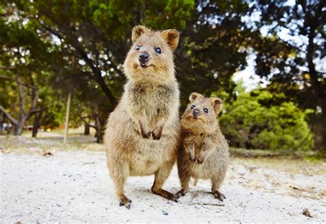 Marsupiaux 7 Adorables Créatures Dont Vous Allez Faire La Connaissance Australia