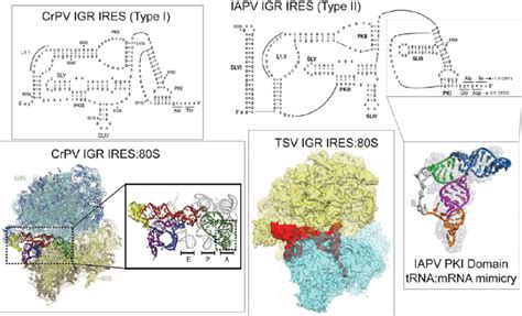 4 The Dicistrovirus Igr Ires Top The Secondary Structures Of Crpv Download Scientific