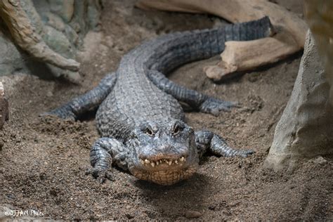 Alligator Chinois Chinese Alligator Het Diertje Van De Dag