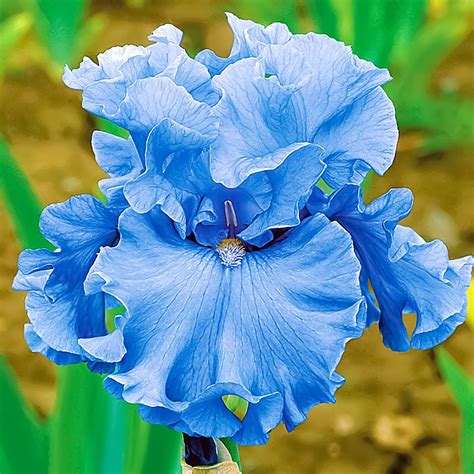 Top 10 Bearded Iris Flowers For Your Garden Birds And Blooms