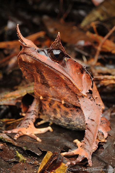 Bornean Horned Frog Camouflaged In Borneo Forest