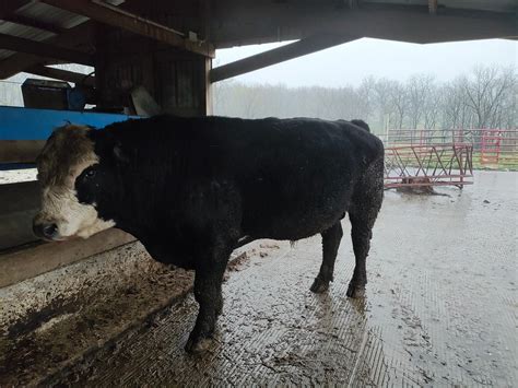 Cdl Cattle Near Frame Score Of Six Facebook