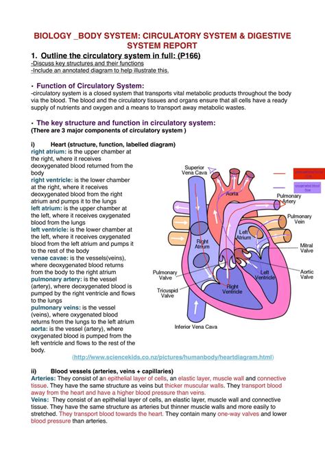 The Circulatory System Biology Year 11 Vce Thinkswap