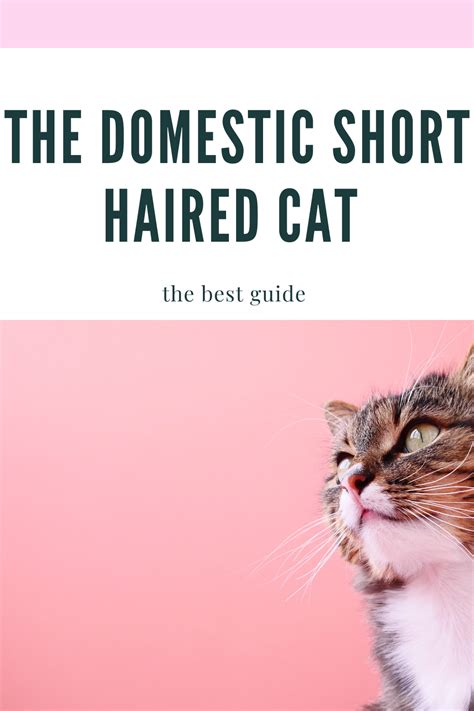 The Domestic Short Haired Cat Cathour Cat Breeds Artofit