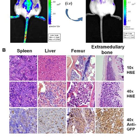 Schema Of Extramedullary Bone And Marrow Generation Mscs And Ecfcs
