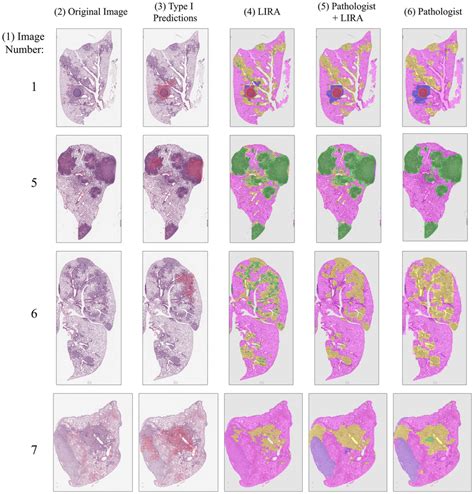 Visual Representations Of The Classifications Made During Each Step In Download Scientific