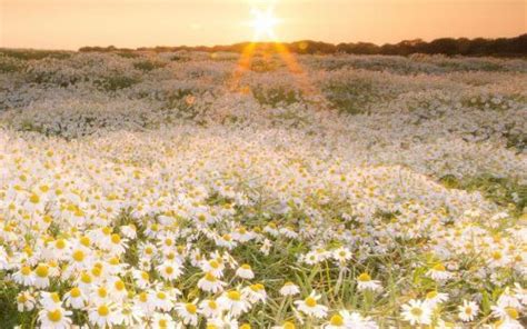 Spit Princess Internet Whore — Bruised Bodies Chapter 7 Levi Ackerman X Reader