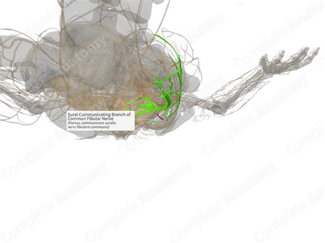 Common Fibular Nerve