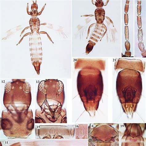 Aeolothrips Oteri Sp Nov 9 17 Female Holotype 9 General Download Scientific Diagram