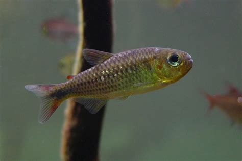 红翅彩虹可卡灯 （moenkhausia Sp）灯鱼饲养资料，图片 养鱼帮