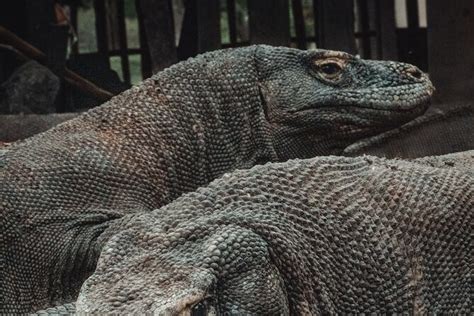 3 Day Komodo National Park Tour Komodo Island And Rinca Island Trek
