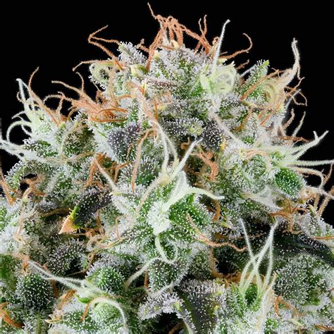 Apple Drops Organic Earth