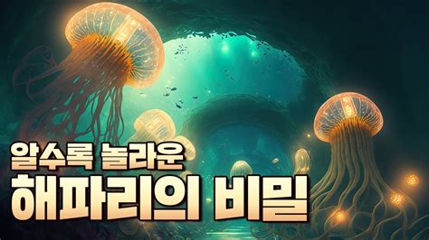 어서와 해파리 다큐는 처음이지 Youtube