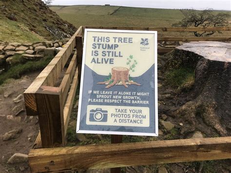 Sycamore Gap Pair Face Lengthy Prison Sentences