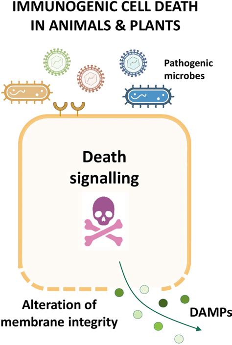在自卫中死亡：动植物免疫原性细胞死亡信号的比较概述cell Death And Differentiation X Mol
