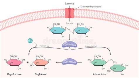 Allolactose Stock Illustrations 2 Allolactose Stock Illustrations