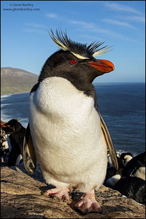 Rockhopper Penguin Eudyptes Chrysocome