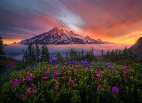 Mount Rainier Wallpapers Top Free Mount Rainier Backgrounds