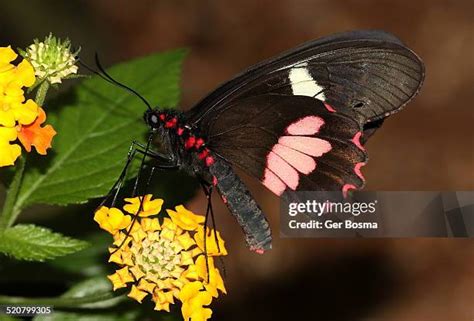 Cattleheart Butterfly Photos And Premium High Res Pictures Getty Images