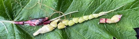 The Teosinte Plant Oikos Tree Crops