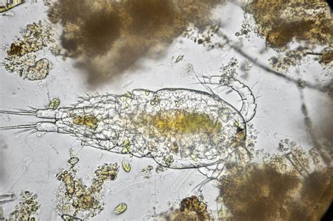 Cyclops The Microscopic Life Of Shetland Lochs