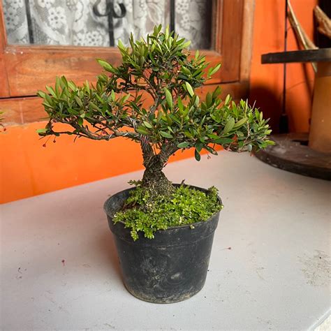 Jual Bonsai Cendrawasih Sudah Berbunga Shopee Indonesia