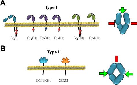 Anti Retroviral Antibody Fcγr Mediated Effector Functions Pmc