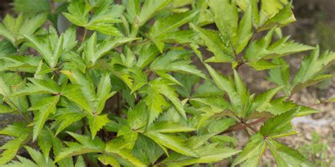 Spiny Trees 10 Fascinating Trees Gfl Outdoors