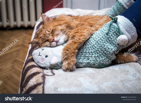 Cats With Human Legs