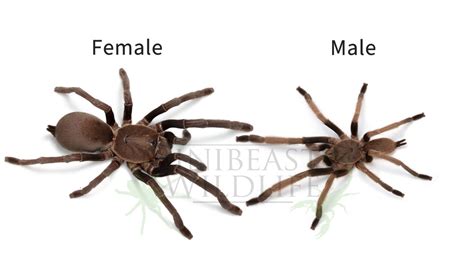 How To Tell The Sex Of Australian Tarantulas Minibeast Wildlife
