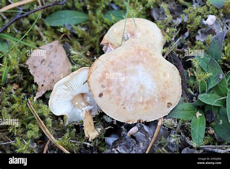 Cystodermella Granulosa Also Called Cystoderma Granulosum A Powdercap