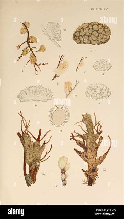 The British Tunicata London 1905 12 Sea Squirts Tunicata This