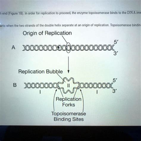 B Explain Why Dna Replication Cannot Proceed To The Regions Of The