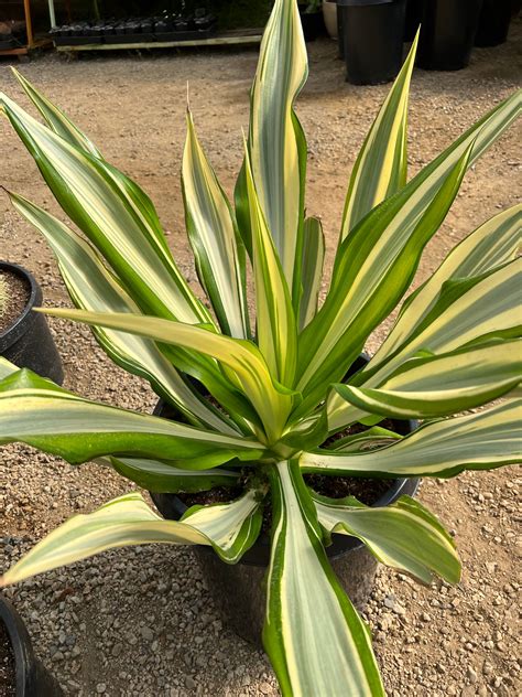 Furcraea Foetida Mediopicta Succulent Gardens