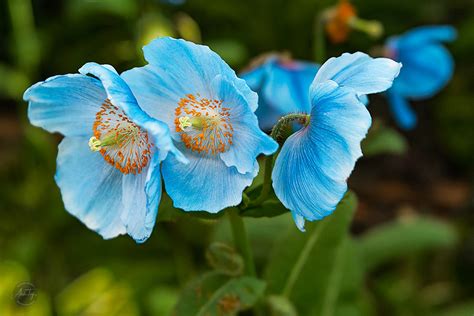 Himalayan Blue Poppy Trio Atala Toy Nature Beings Photography