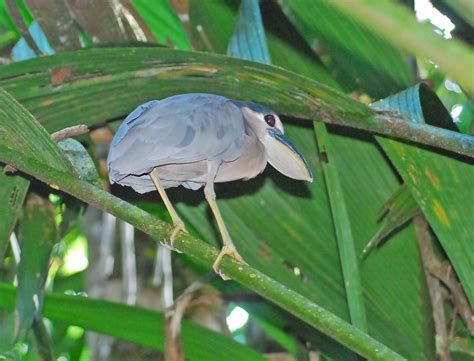 Boat Billed Heron Cochlearius Cochlearius National Park Tortuguero