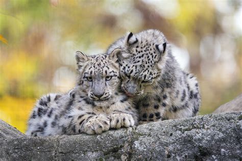 Cubs Giving Love A Cute Scene Betwen Two Snow Leopard Cubs… Flickr