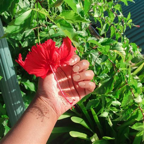 Nailing It Cienna Rose 12 Free Nail Polishes Wonderlusting