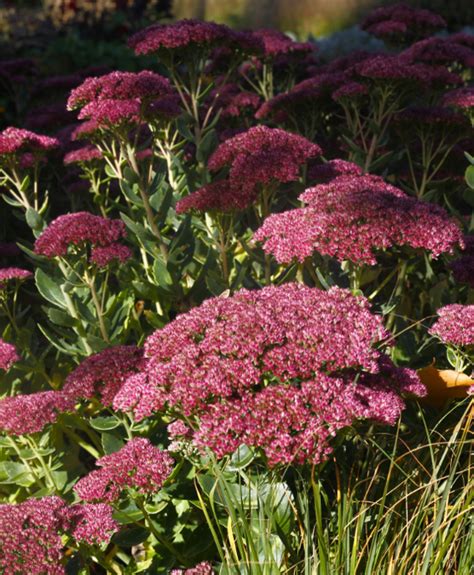 Root Houseplants Shop Sedum Herbstfreude Fresh From The Grower Root Houseplants