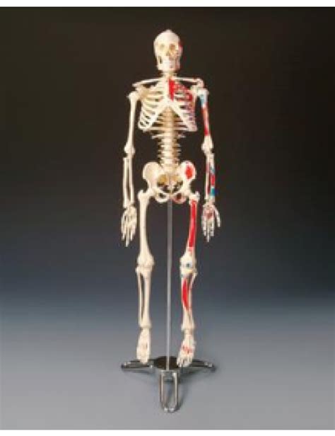 Anatomical Chart Company Painted Big Tim Skeleton School Locker