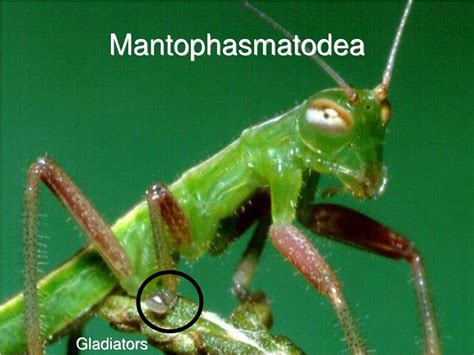 Ppt Mantodea Powerpoint Presentation Free Download Id6753390