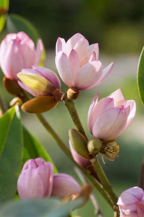 Michelia Fairy Magnolia Blush® Pot De 12 Litres Jardiland