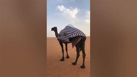 الذاير ابن لبدان Youtube