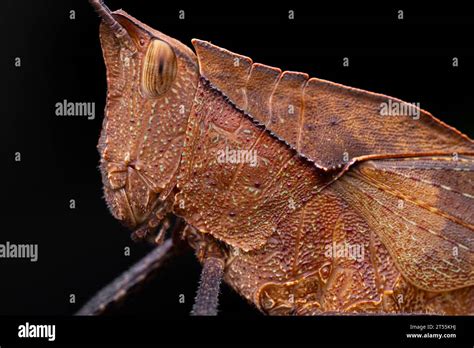 Grasshopper Profile Imitating A Dead Leaf Indeterminate Leafhopper Orthoptera Sp Ecuador