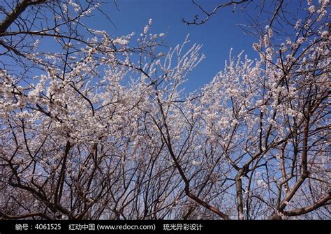 山桃树高清图片下载红动中国