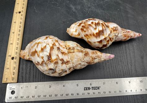 Caribbean Triton Seashell Charonia Tritonis 1 Shell Approx 5 Inches B Grade Great Shells For