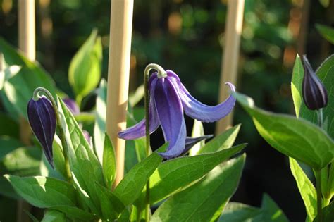 Olgae Clematis Olgae Online Kaufen